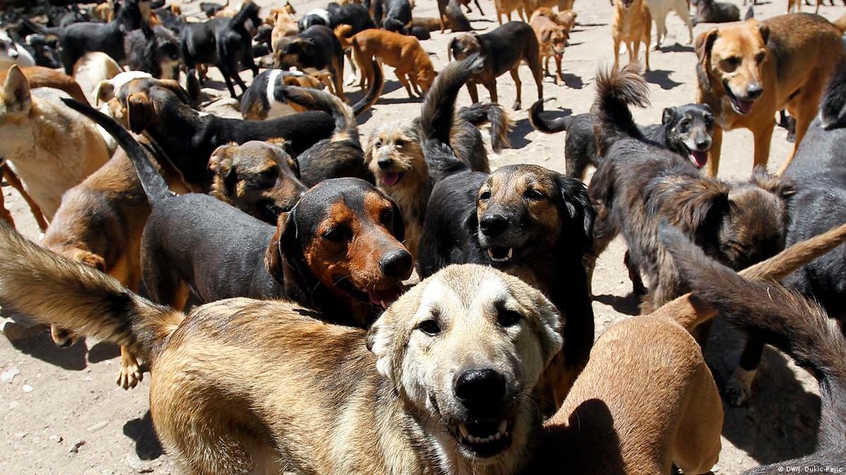 Azil za pse u Novom Pazaru: Od 9 i po miliona za gradnju do horor filmova