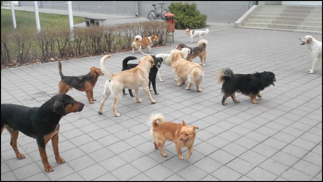 Koje traume i posledice ostavljaju psi lutalice? (VIDEO)